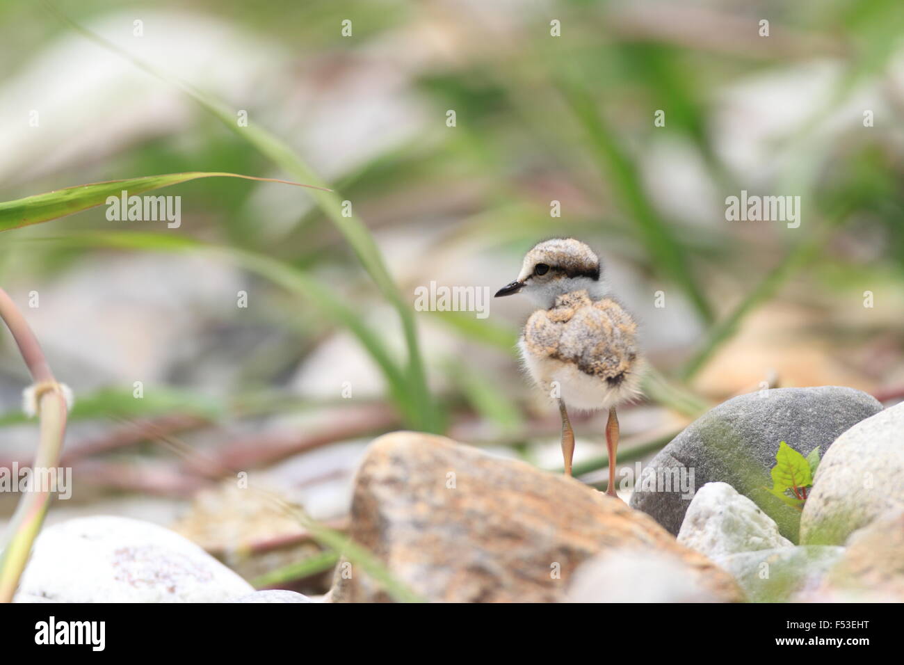 Long-billed Plover (Charadrius placidus) in Japan Stock Photo - Alamy