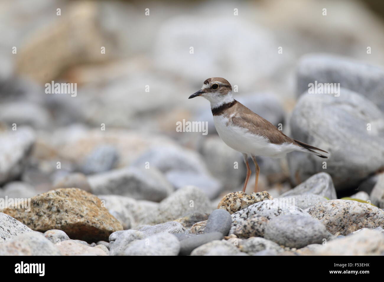 Charadrius Placidus High Resolution Stock Photography and Images - Alamy