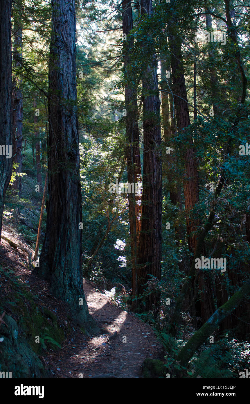 light and shadow in Yosemite national park, USA Stock Photo - Alamy