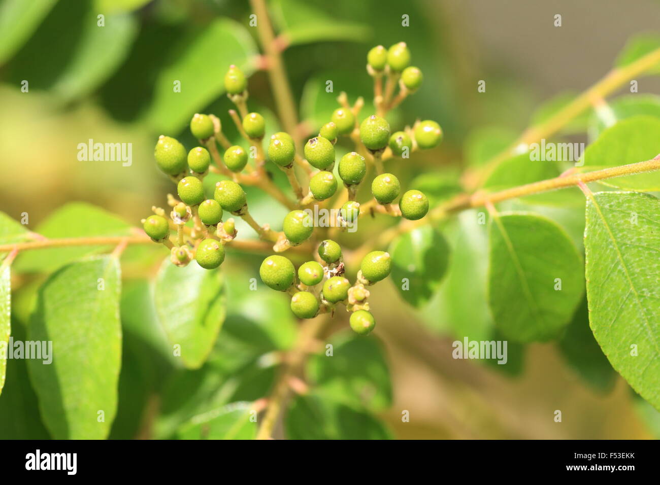 Curry Tree (Murraya koenigii Stock Photo - Alamy