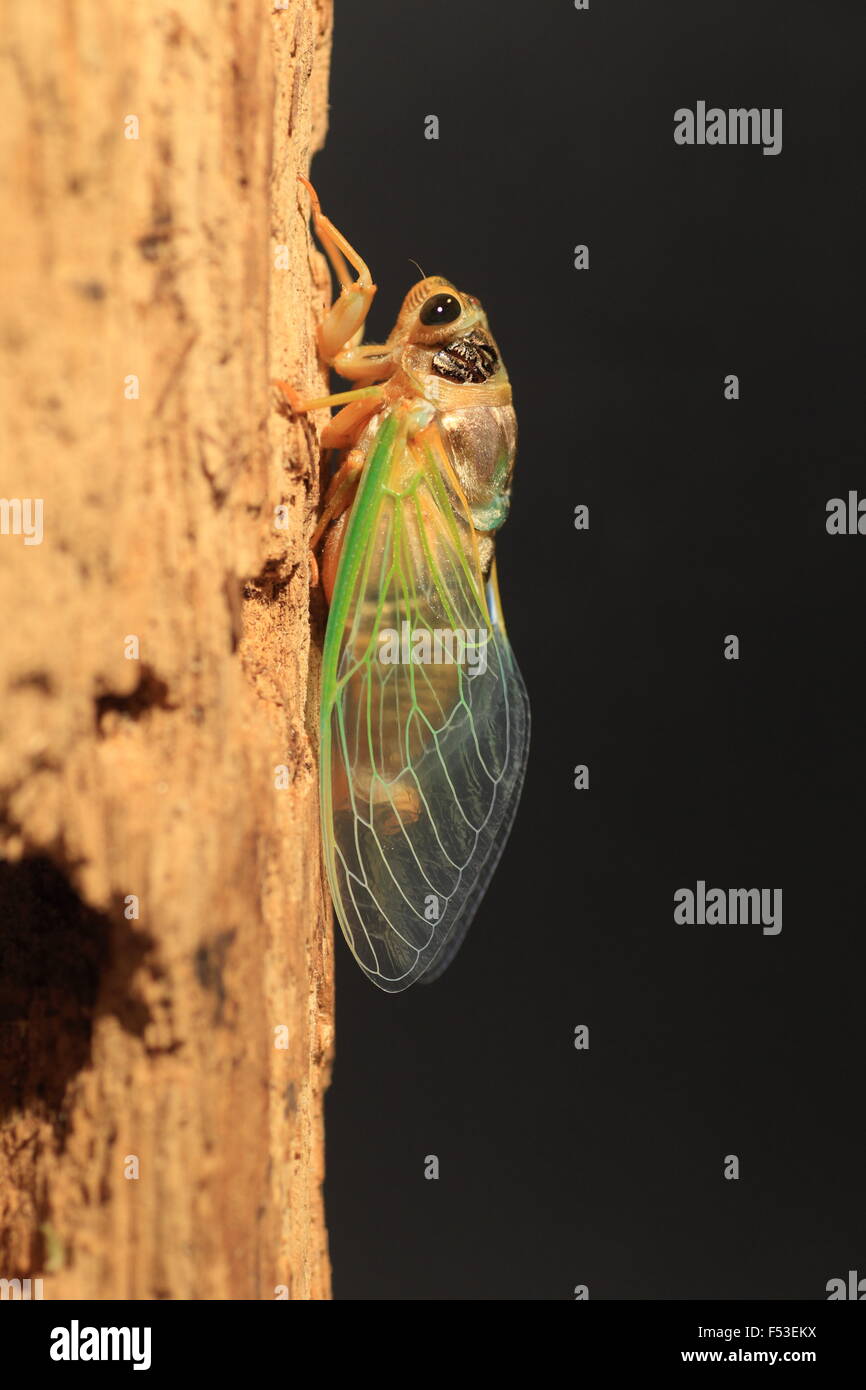 Cicada transformation (Cryptotympana facialis) in Japan Stock Photo - Alamy