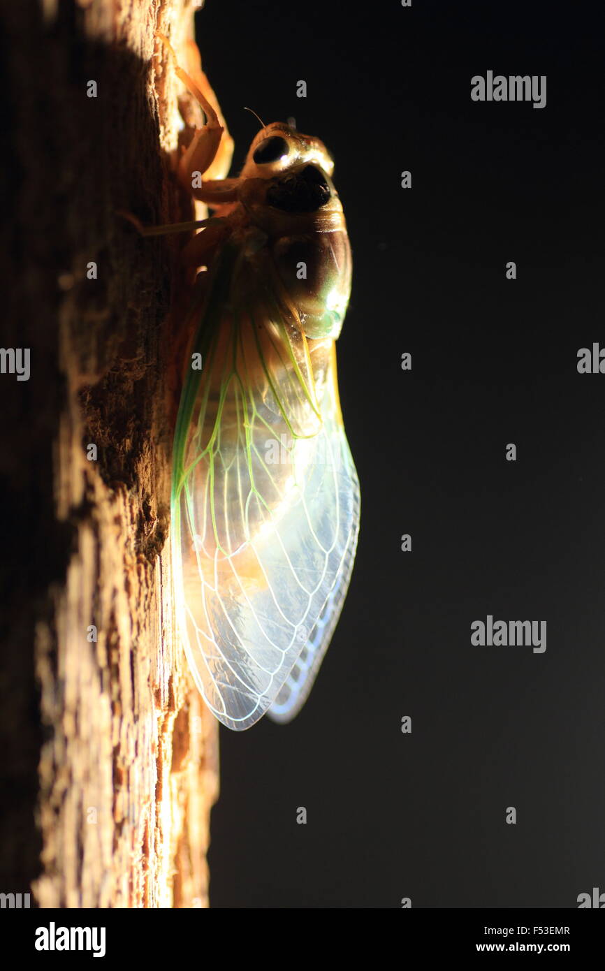 Cicada transformation (Cryptotympana facialis) in Japan Stock Photo - Alamy