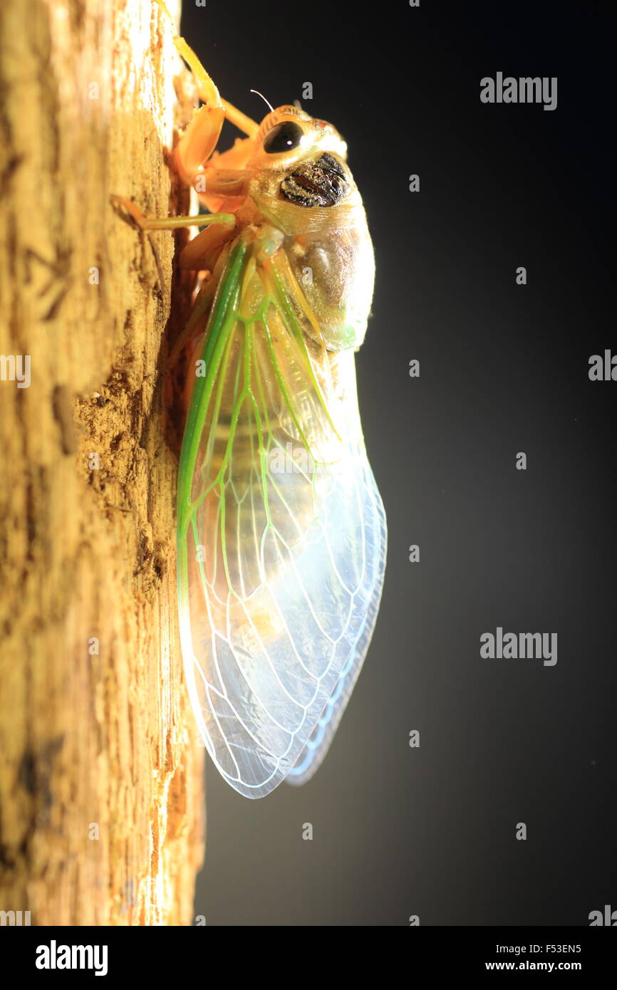 Cicada transformation (Cryptotympana facialis) in Japan Stock Photo - Alamy