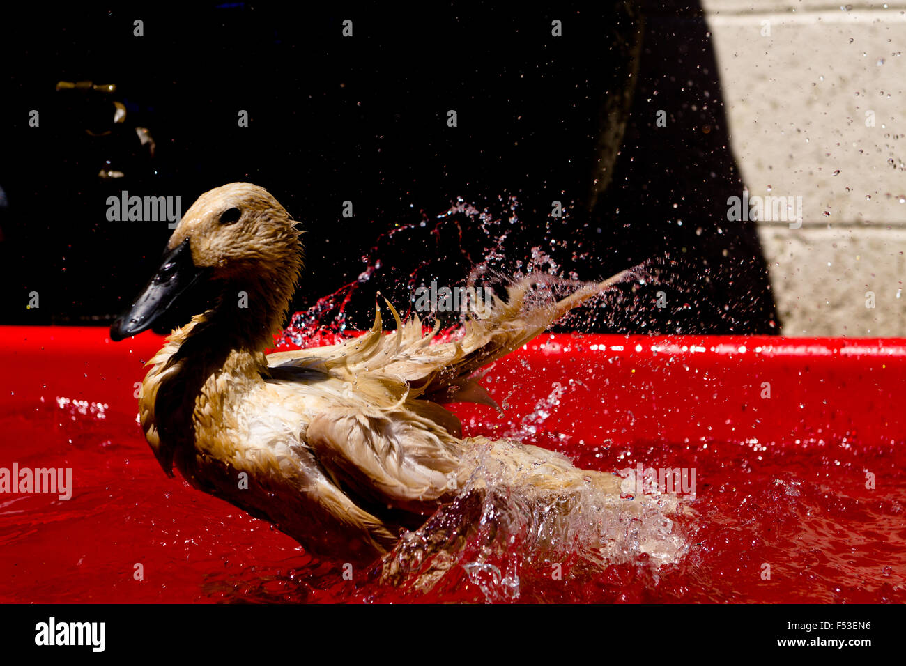 Duck bathing in sun hi-res stock photography and images - Alamy