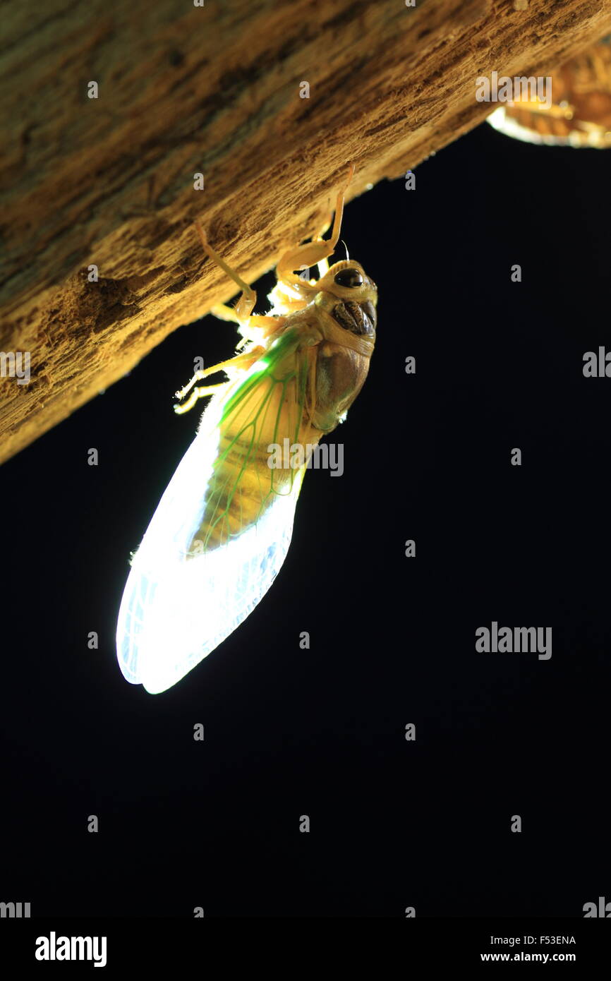Cicada transformation (Cryptotympana facialis) in Japan Stock Photo - Alamy