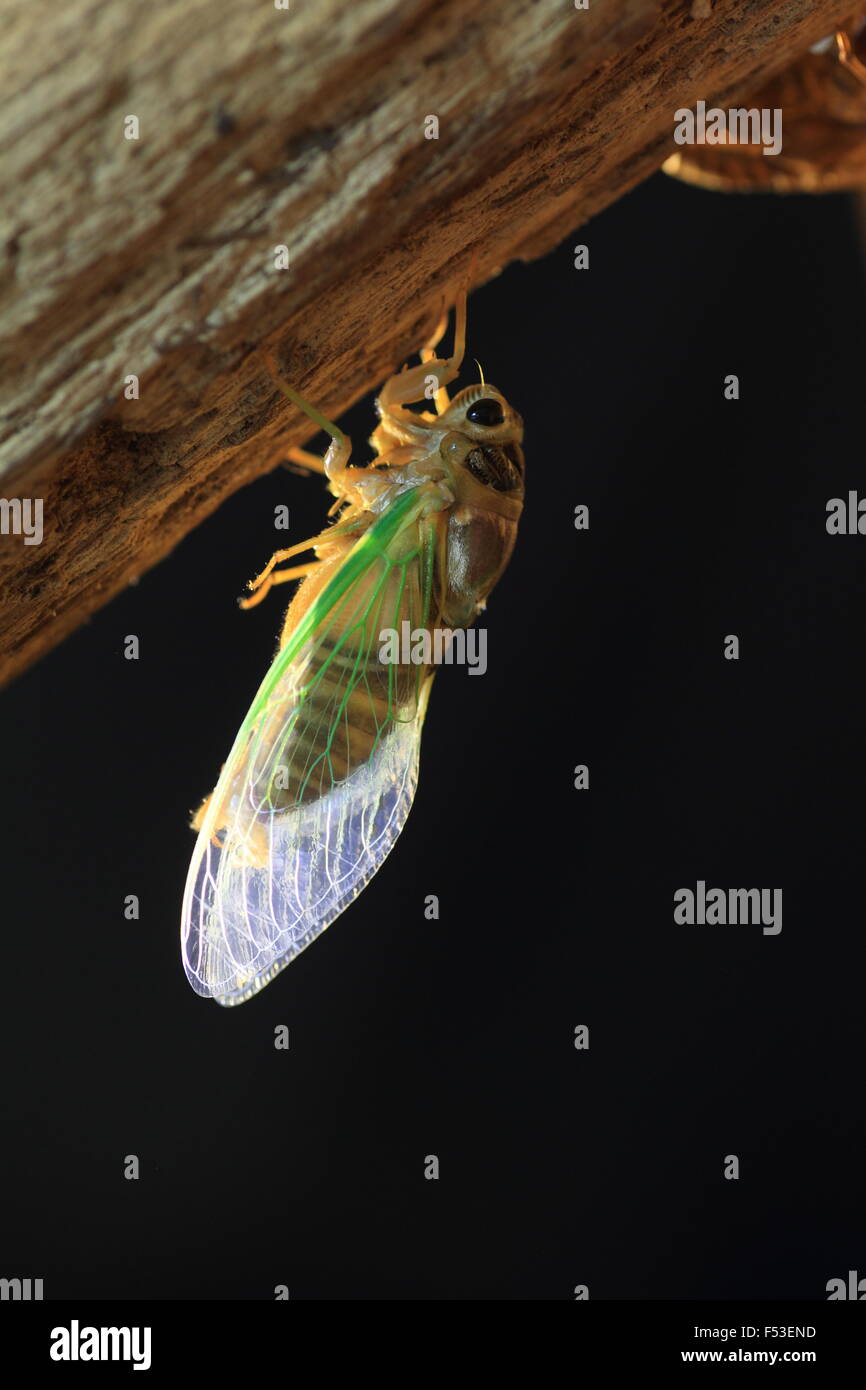 Cicada transformation (Cryptotympana facialis) in Japan Stock Photo - Alamy