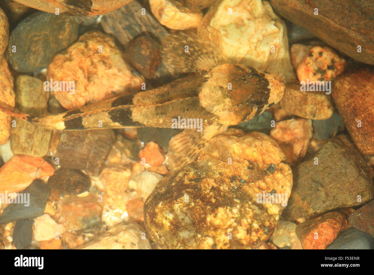 Sculpin hi-res stock photography and images - Alamy