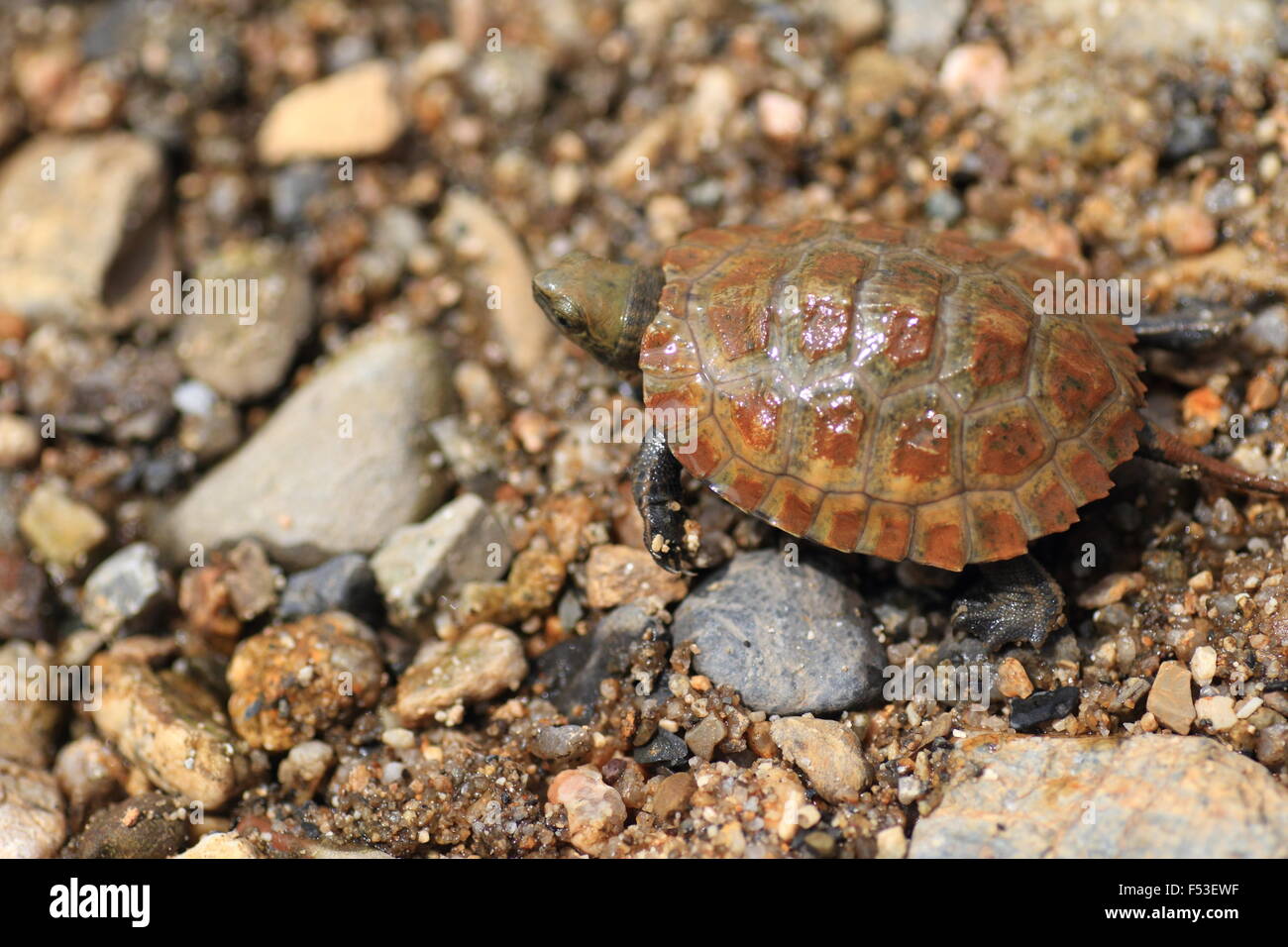 Japanese pond turtle (Mauremys japonica) young in Japan Stock Photo - Alamy