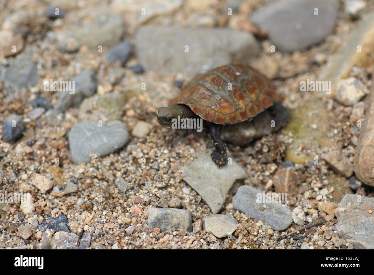 Japanese pond turtle (Mauremys japonica) young in Japan Stock Photo - Alamy