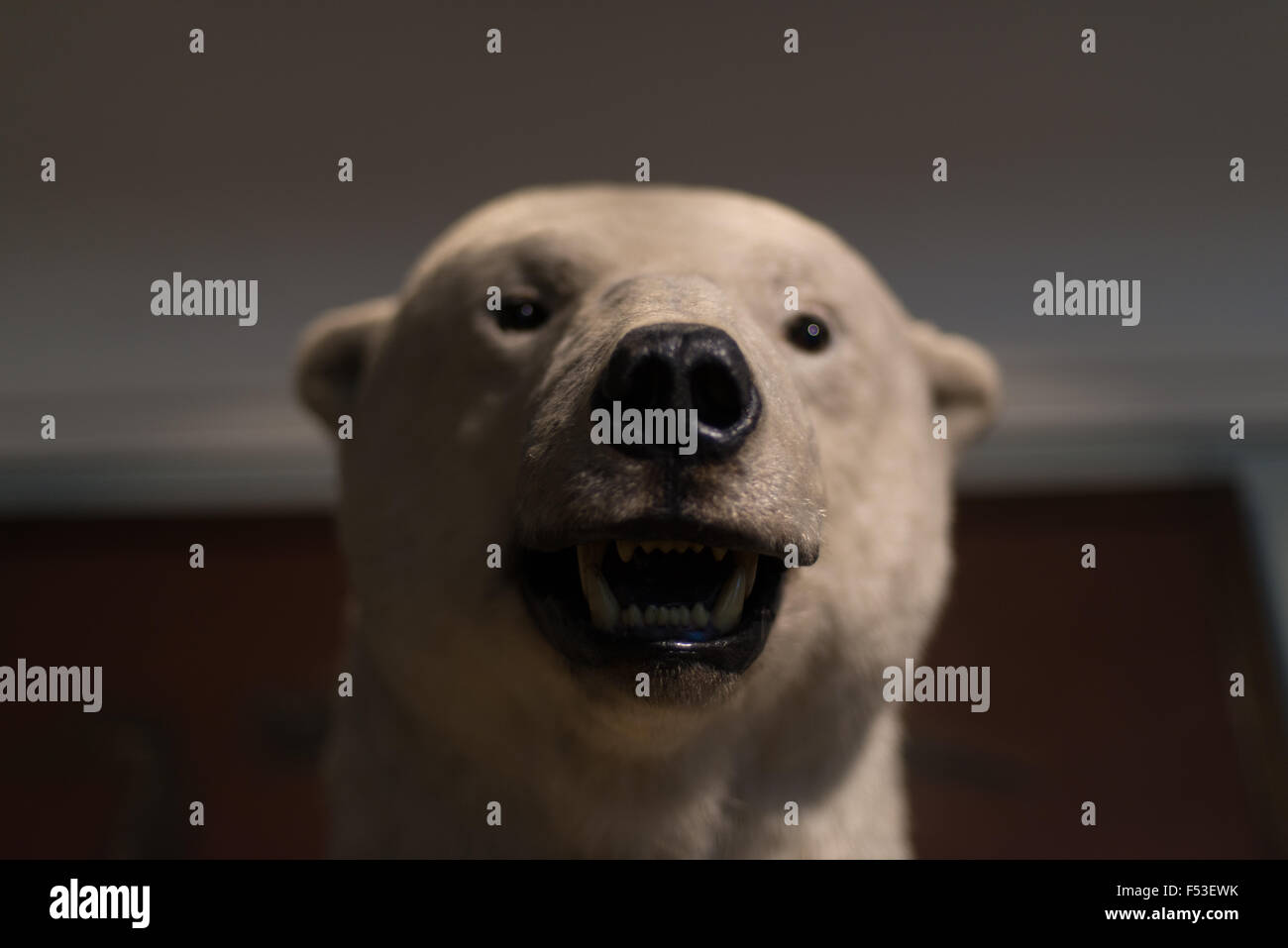 stuffed animals at the museum of hunting, paris Stock Photo - Alamy