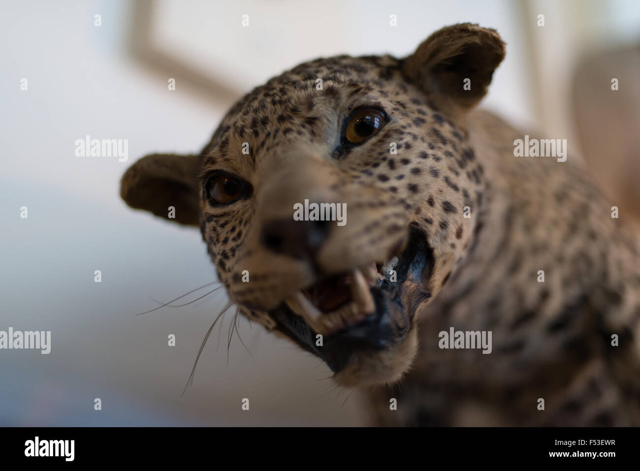 stuffed animals at the museum of hunting, paris Stock Photo - Alamy