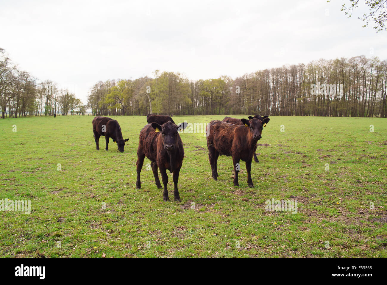 cattle in germany Stock Photo - Alamy