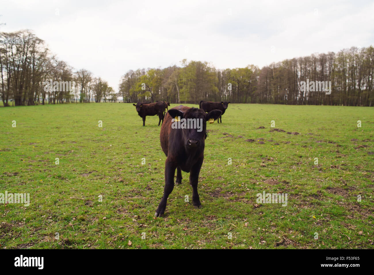 cattle in germany Stock Photo - Alamy