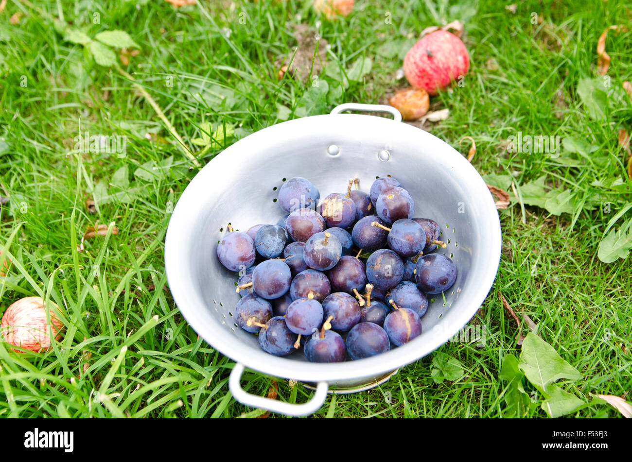 fruit harvest in an English orchard Stock Photo - Alamy