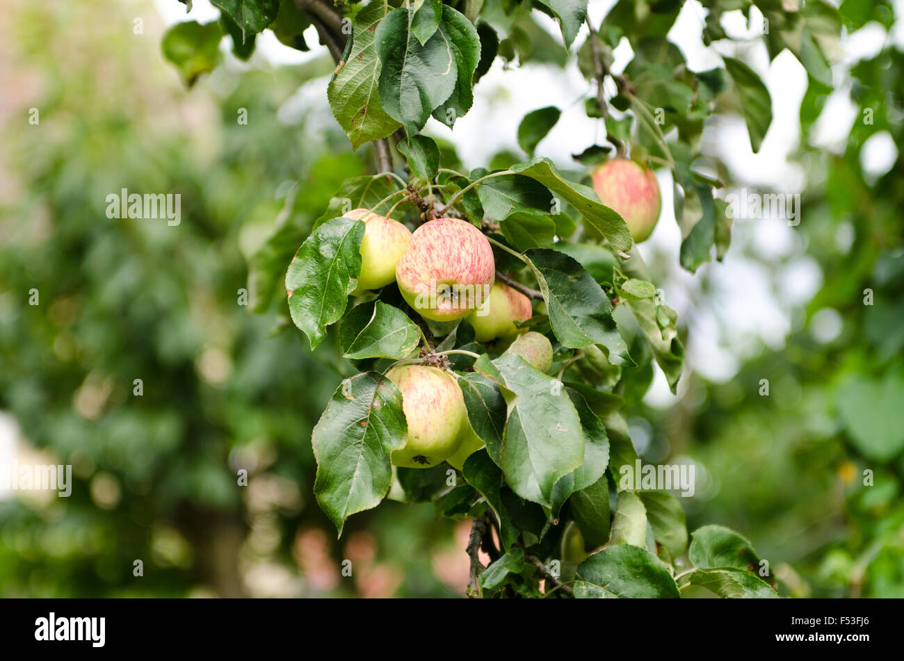 fruit harvest in an English orchard Stock Photo - Alamy