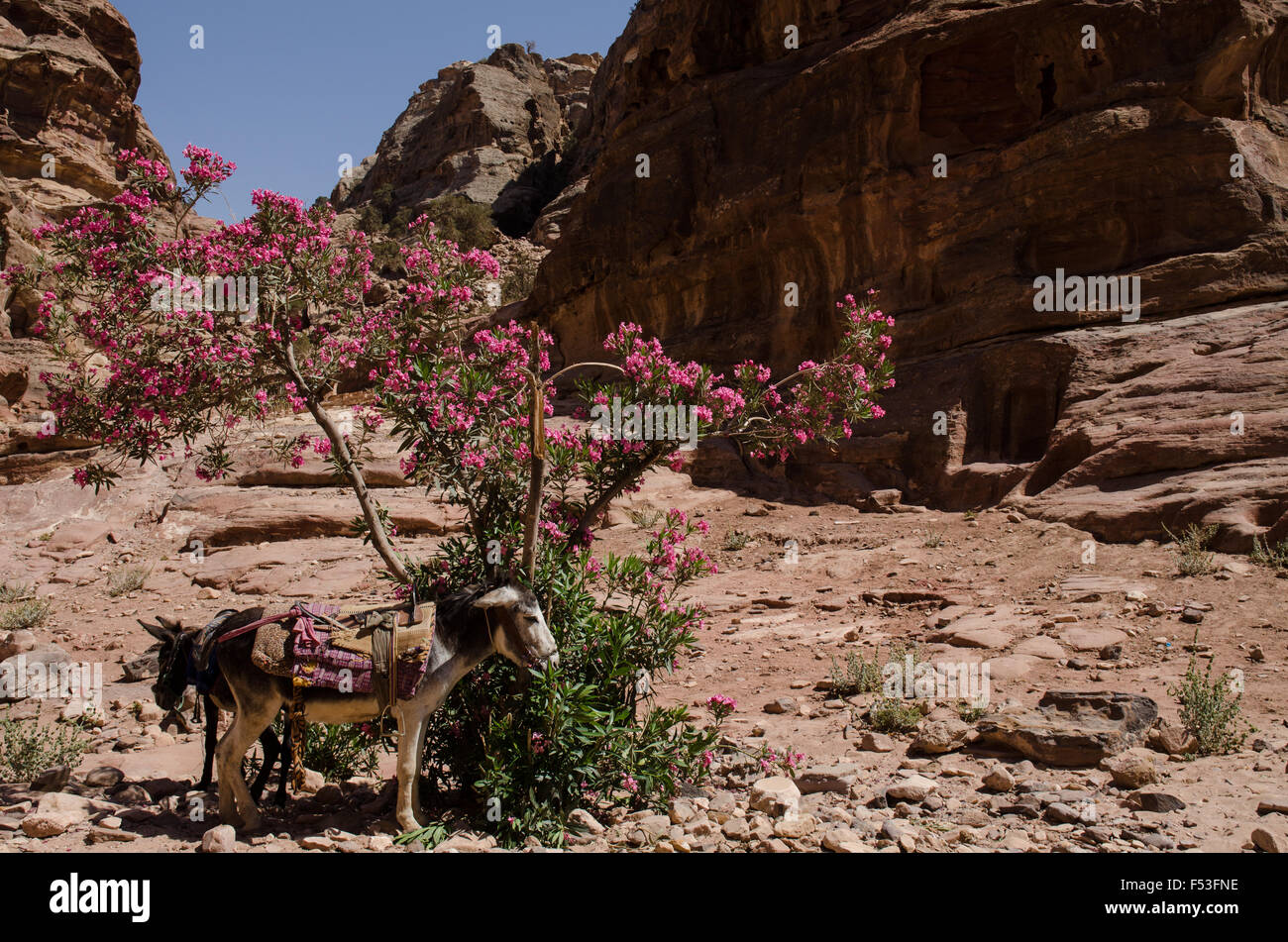 Donkey in heat hi-res stock photography and images - Alamy