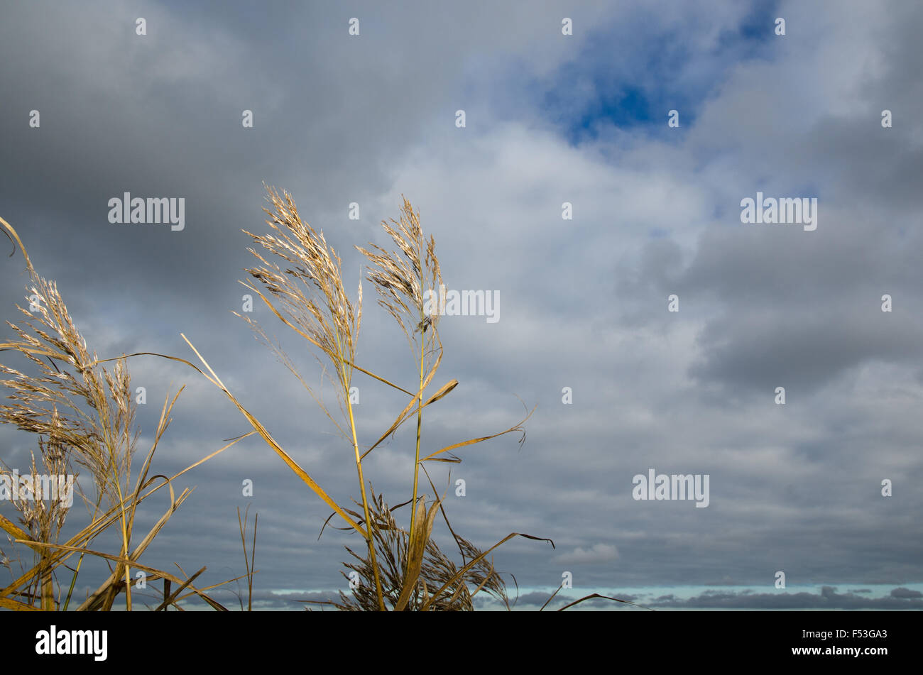 Bright reeds in fall colors by a cloudy sky Stock Photo - Alamy