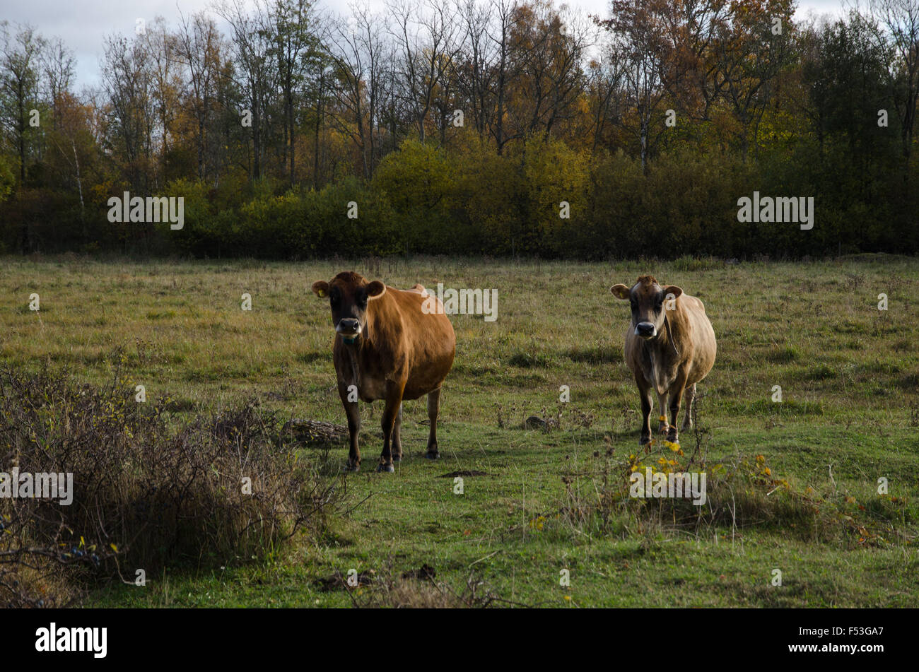 Cattle watching at fall in a rural landscape Stock Photo - Alamy