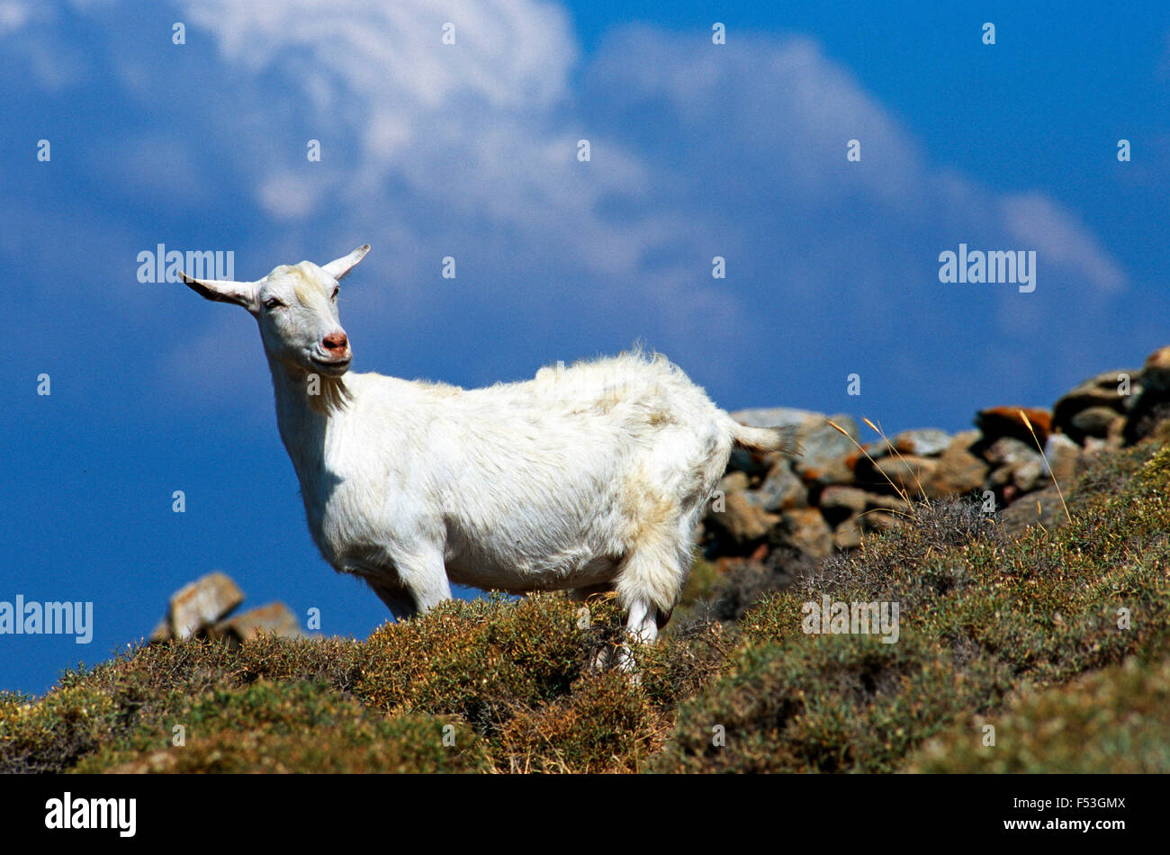 Greece, Ano Mera, white goat, plants Stock Photo - Alamy