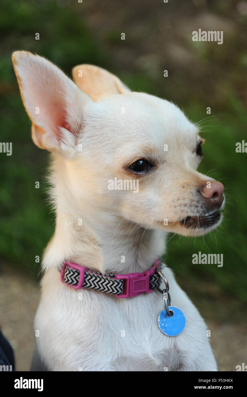 Profile chihuahua hi-res stock photography and images - Alamy