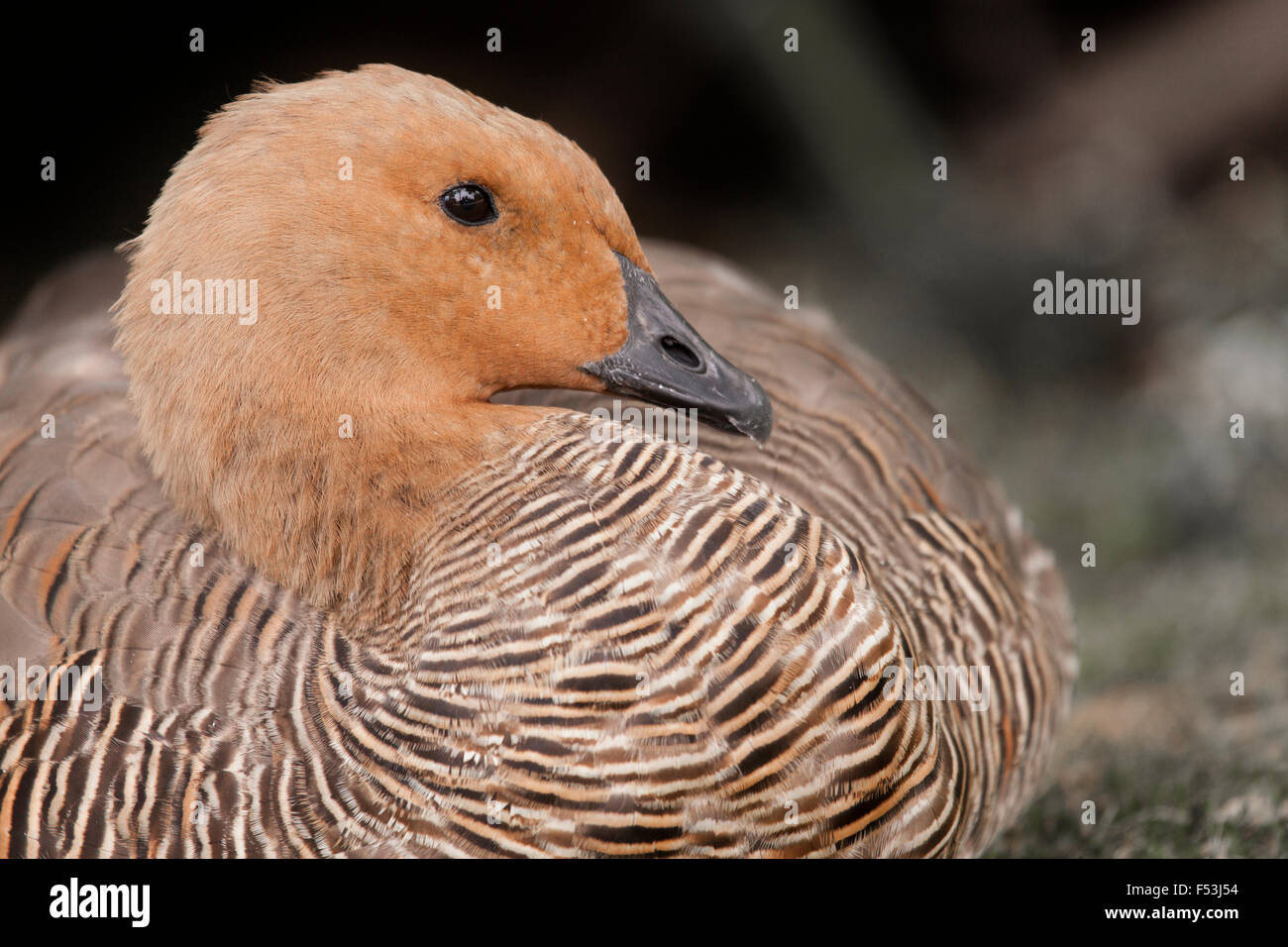 a beautiful male wild duck Stock Photo - Alamy