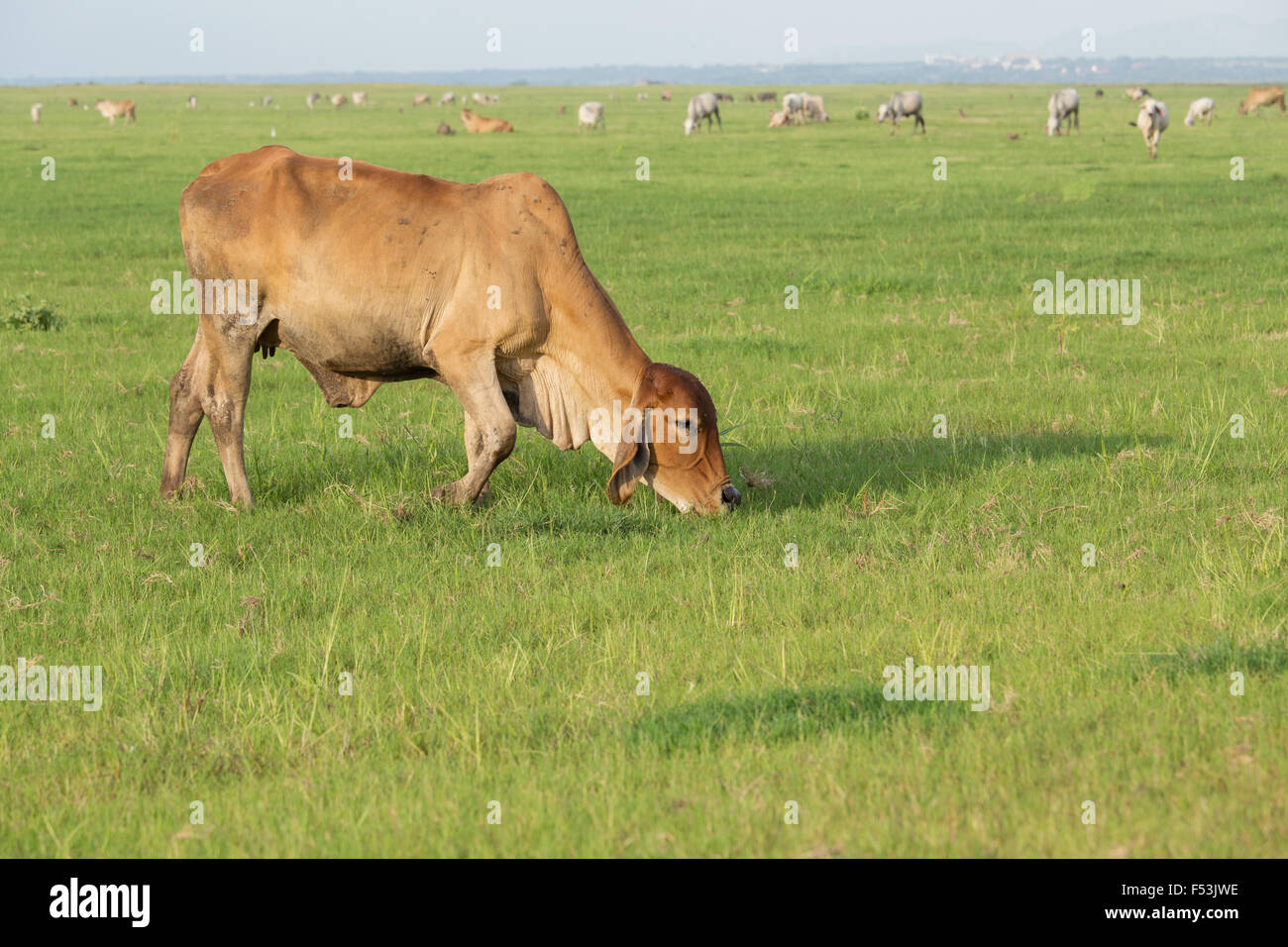 Cow eating grass in the grass field Stock Photo - Alamy