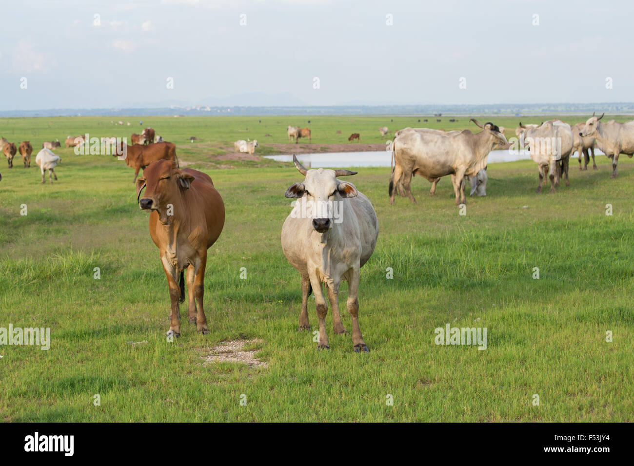 Cow eating grass hi-res stock photography and images - Alamy