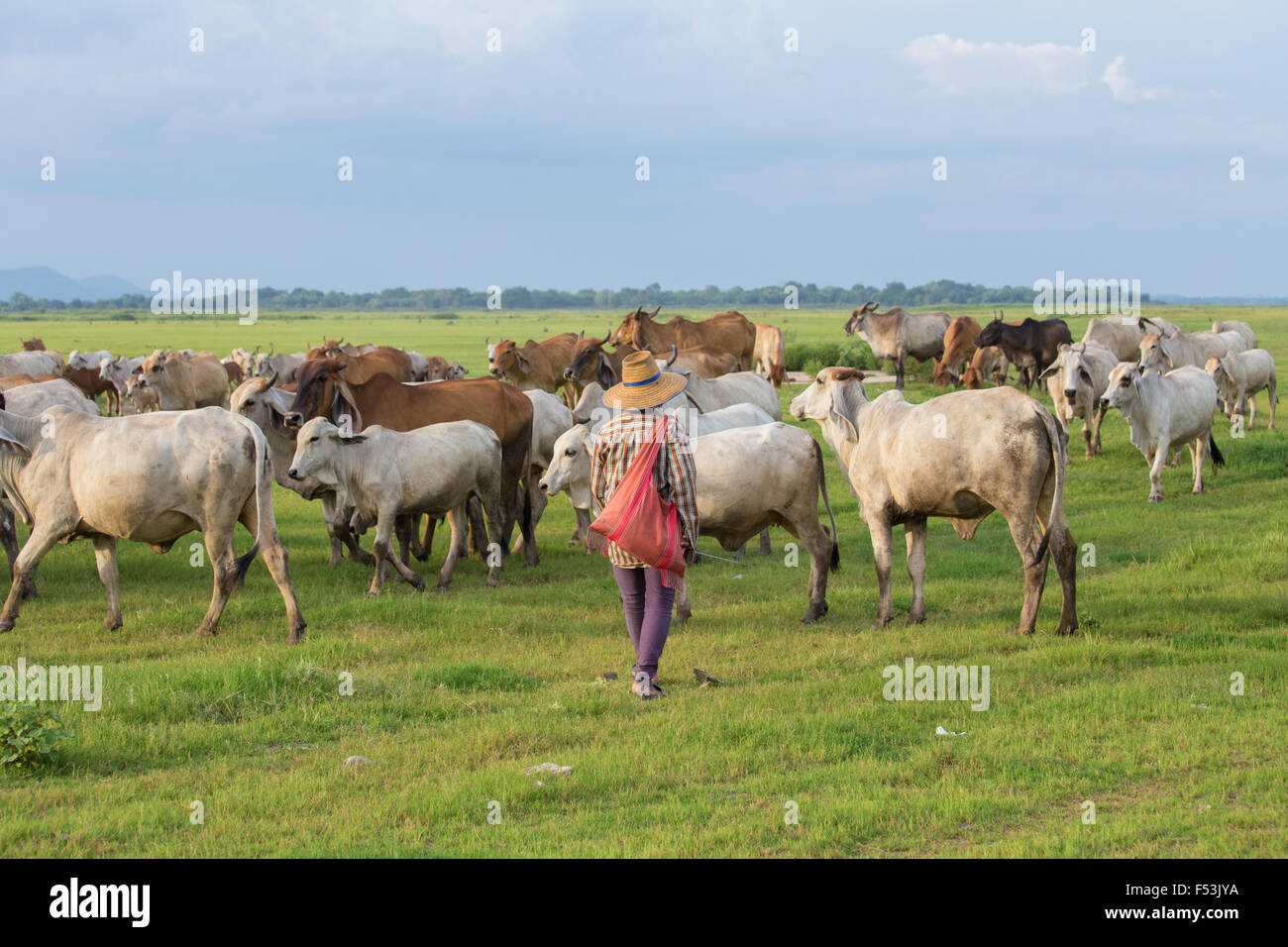 Vietnamese milk cows hi-res stock photography and images - Alamy