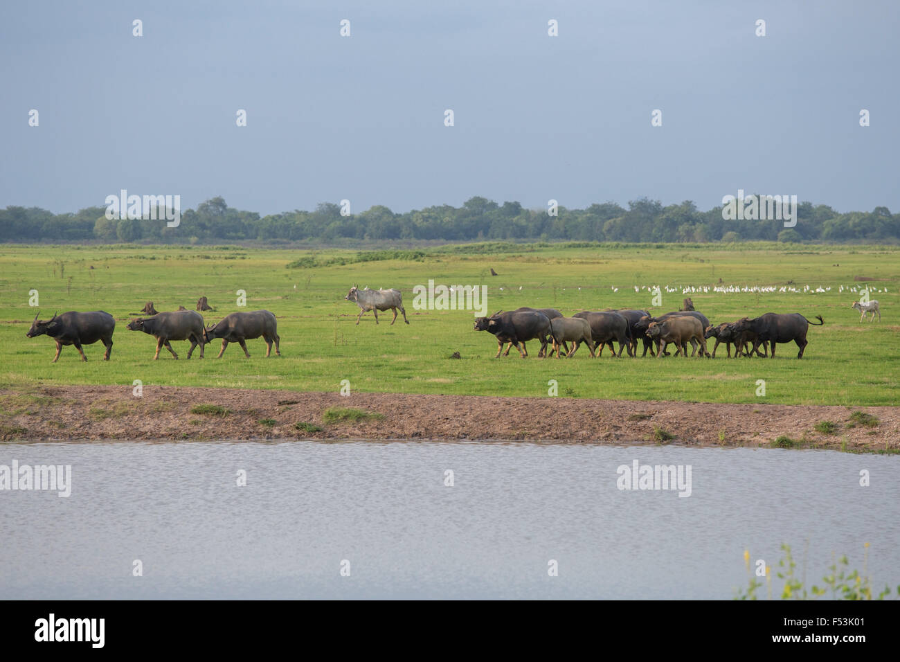 group of buffalo in grass field near the river Stock Photo - Alamy