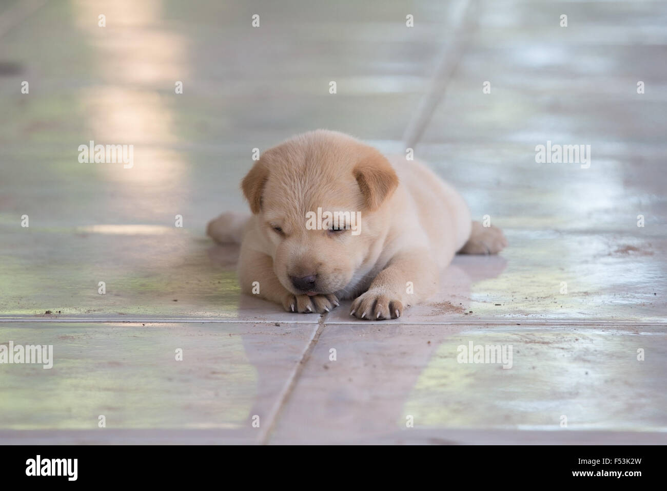 white small puppy dog resting Stock Photo - Alamy