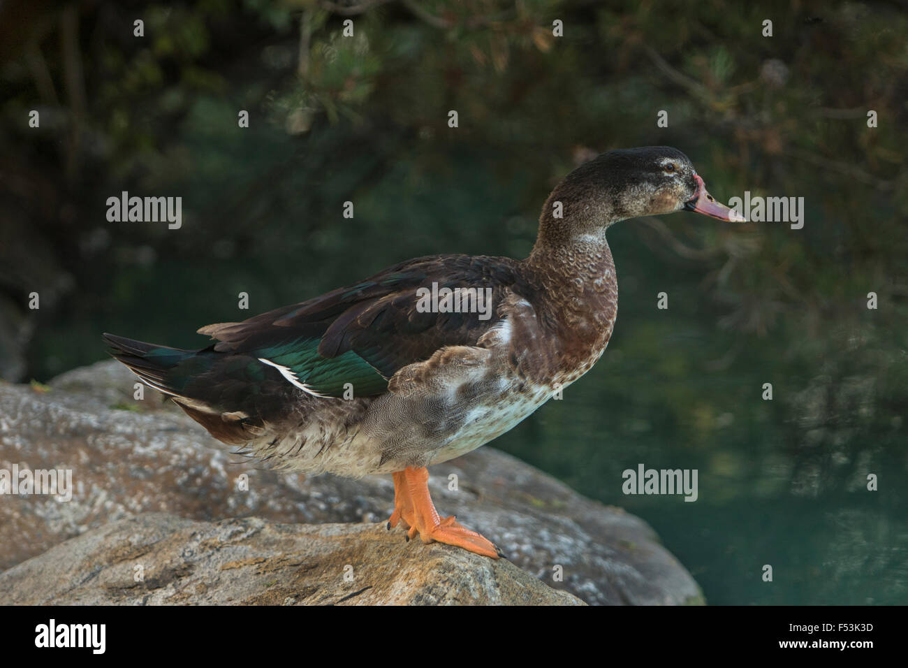 A male Canard pictured on a rock along the St. Lawrence River in Quebec ...