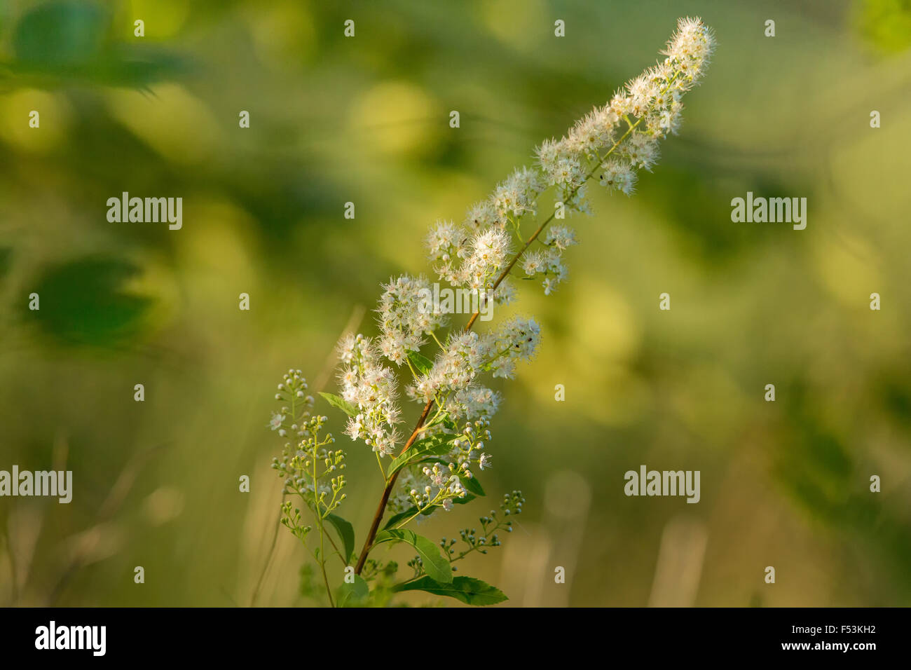 Spiraea alba shrub hi-res stock photography and images - Alamy