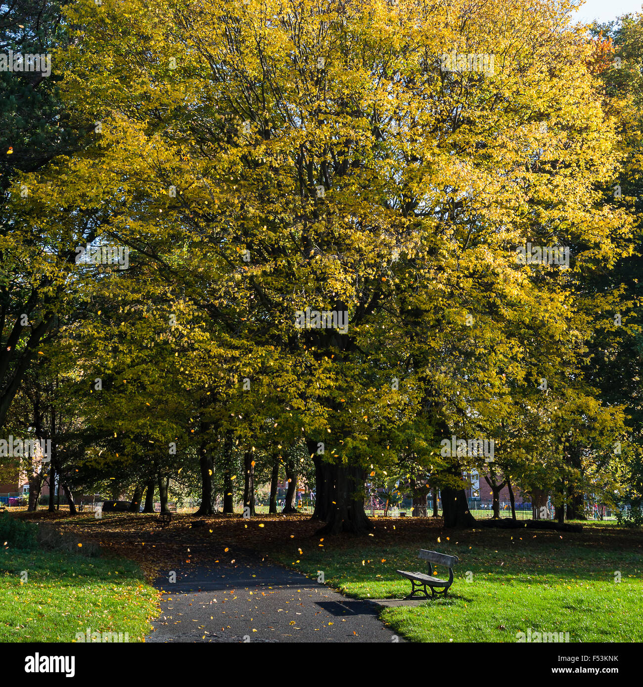 Leaves falling off hi-res stock photography and images - Alamy