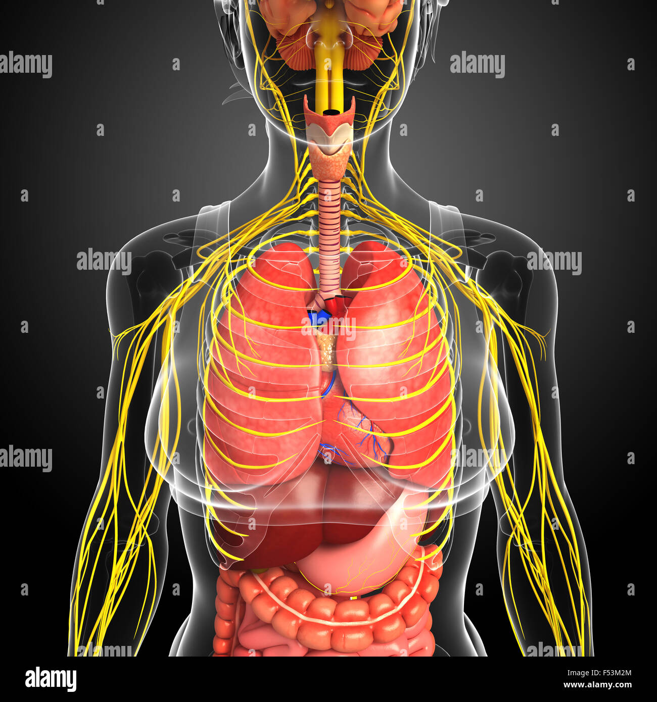 Illustration of female body with nervous and digestive system artwork ...