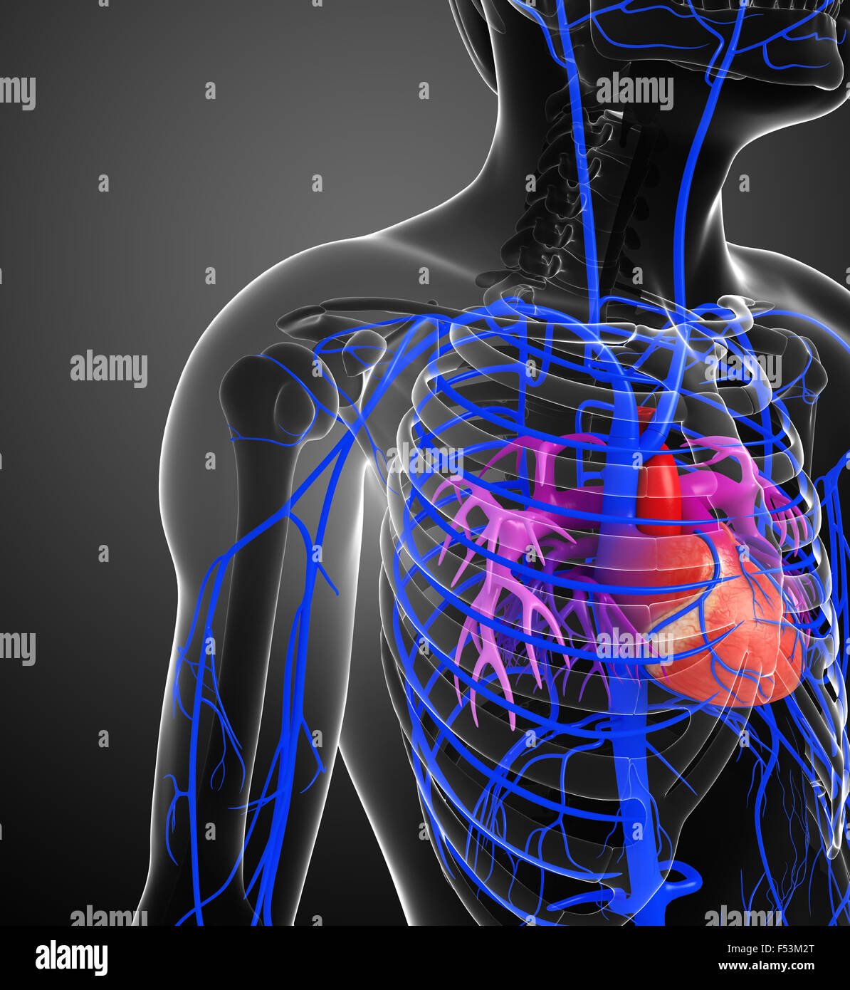 3d rendered illustration of human body anatomy Stock Photo - Alamy