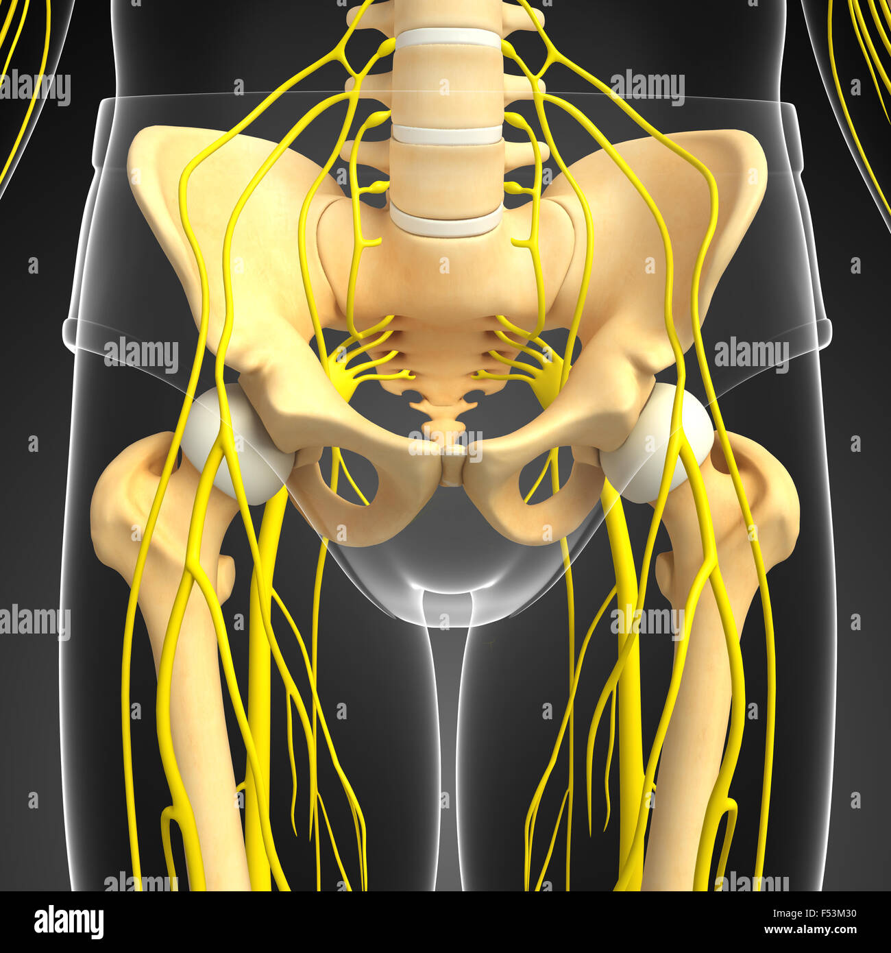 Human Skeleton Pelvic Joints Xray Stock Photos & Human Skeleton Pelvic ...