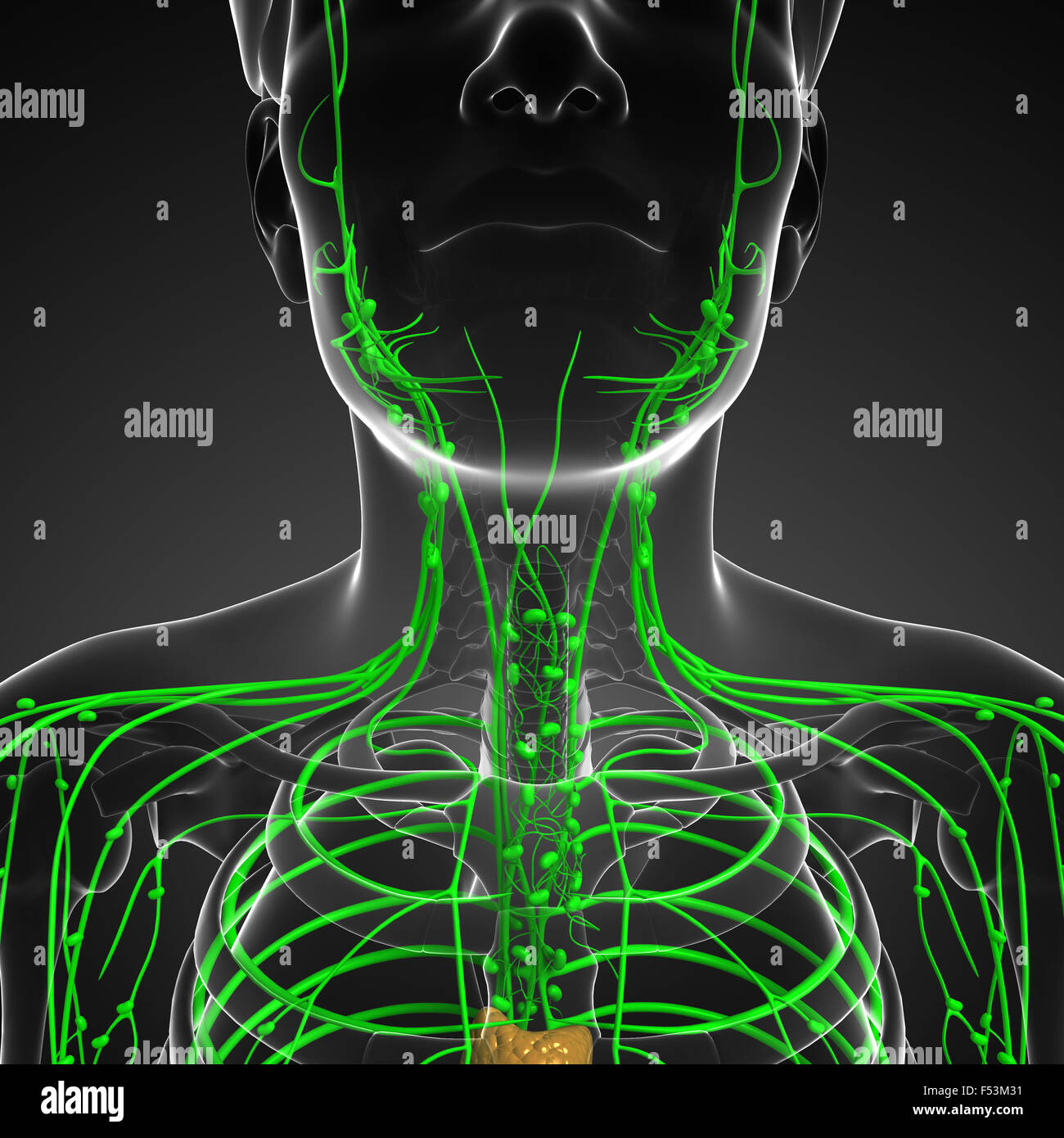 Illustration of male body lymphatic system Stock Photo - Alamy