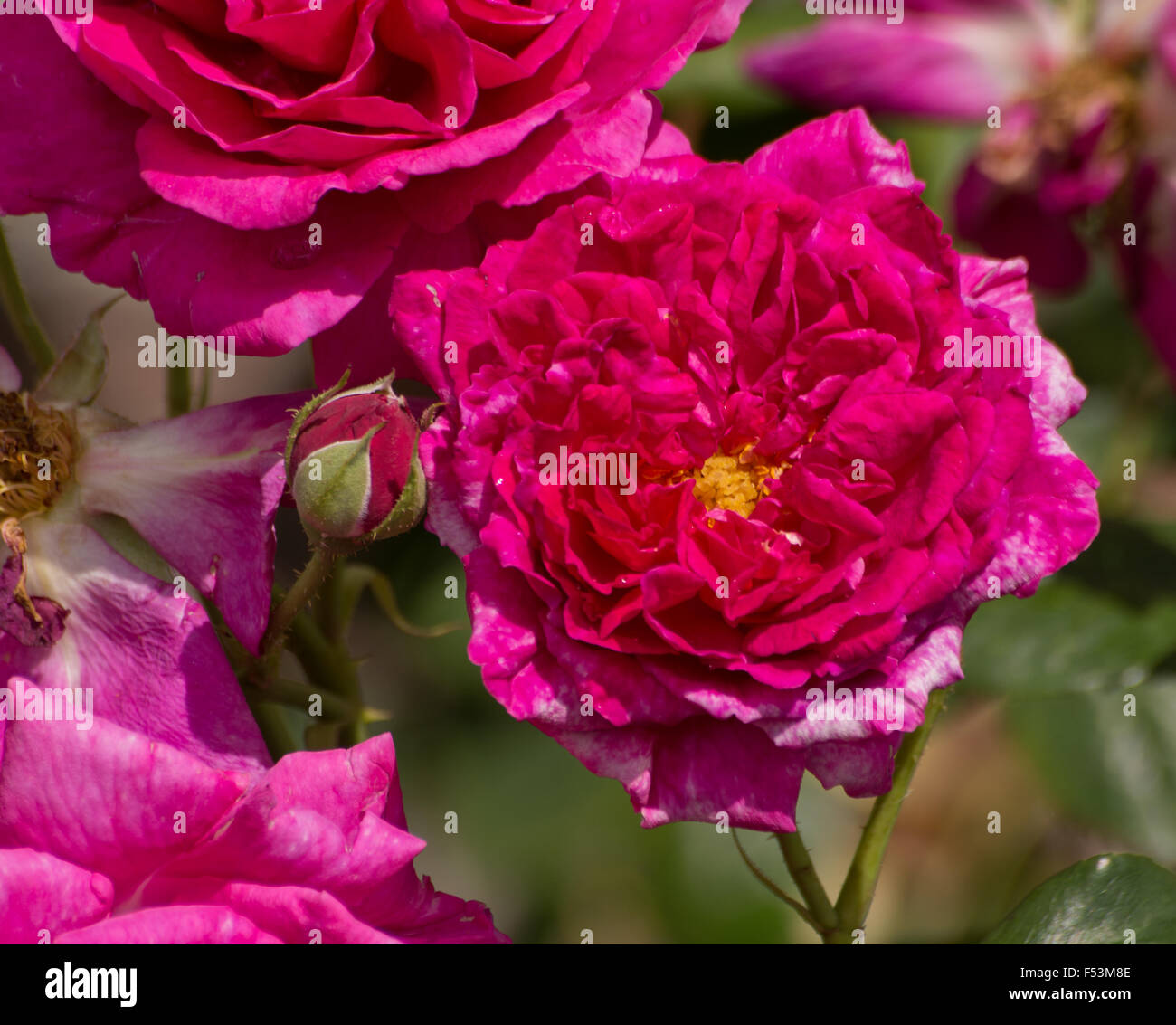 Much wenlock hi-res stock photography and images - Alamy