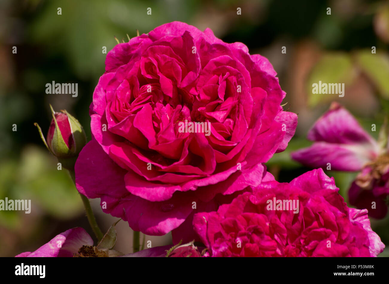 Much wenlock hi-res stock photography and images - Alamy