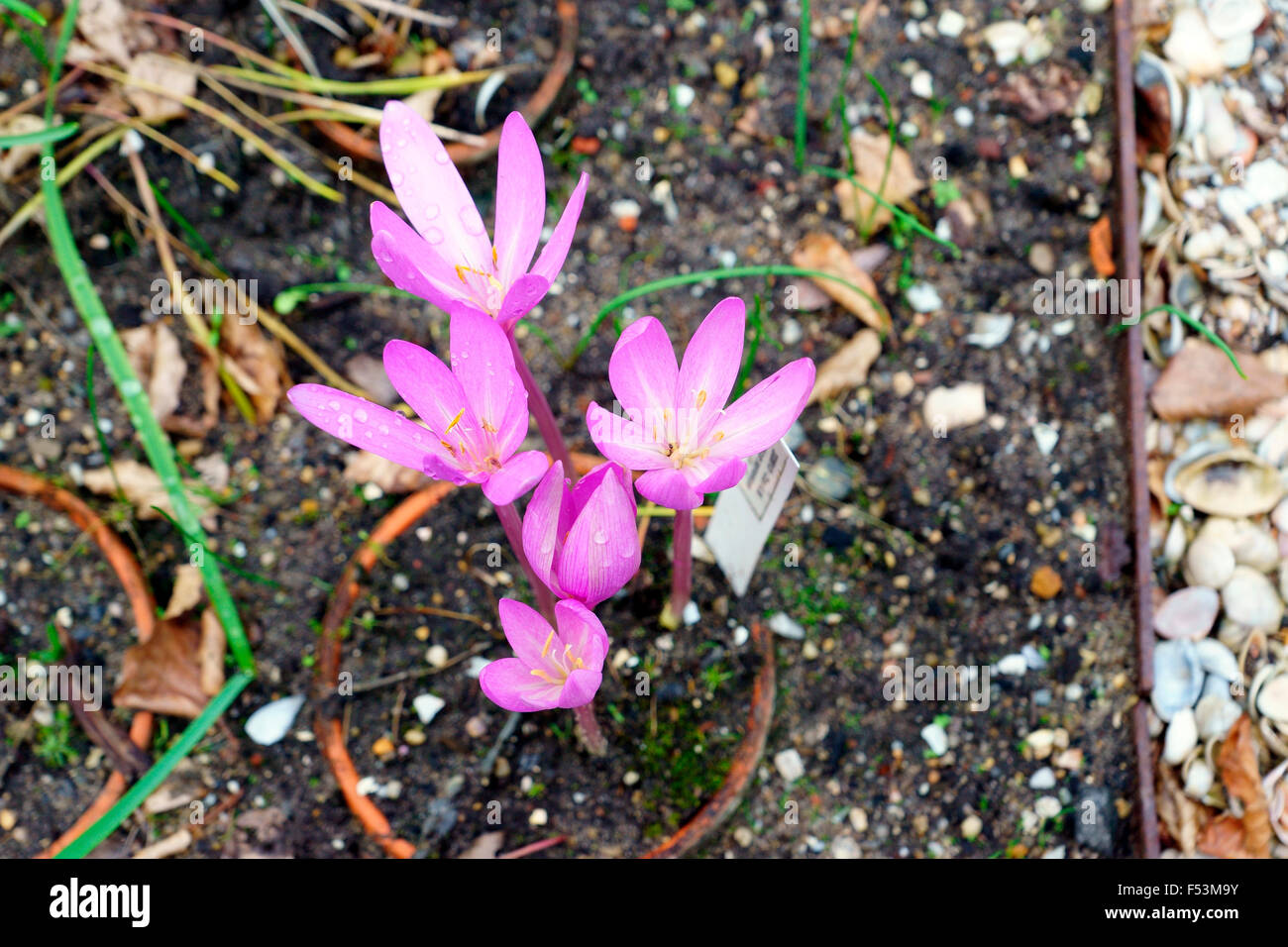 CROCUSES IN BLOOM Stock Photo - Alamy