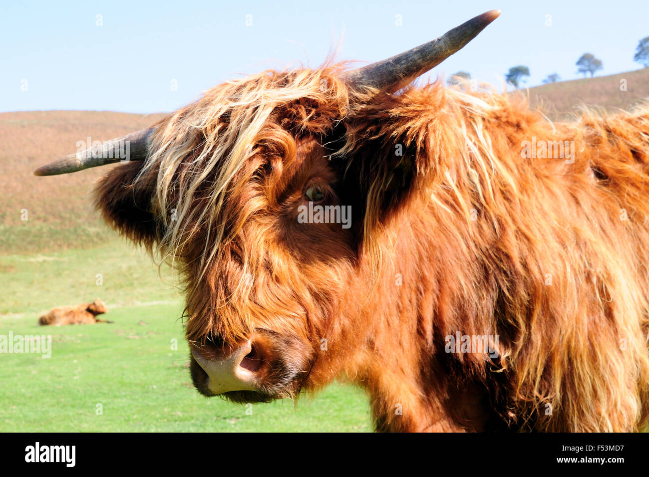 Highland cattle grazing on open moorland Stock Photo - Alamy