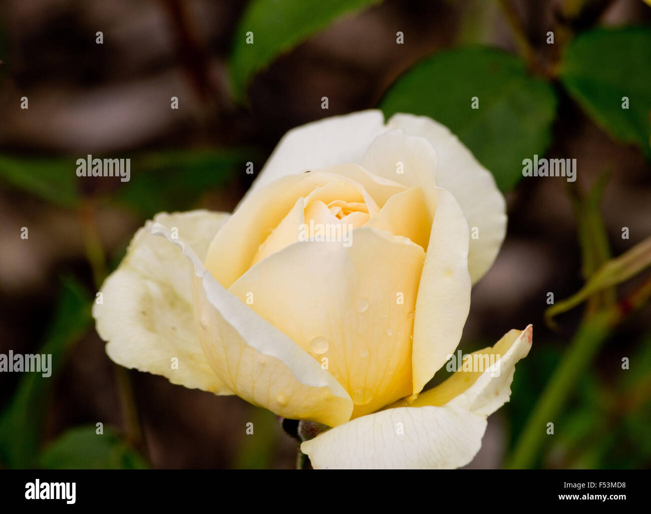 Yellow english rose hi-res stock photography and images - Alamy
