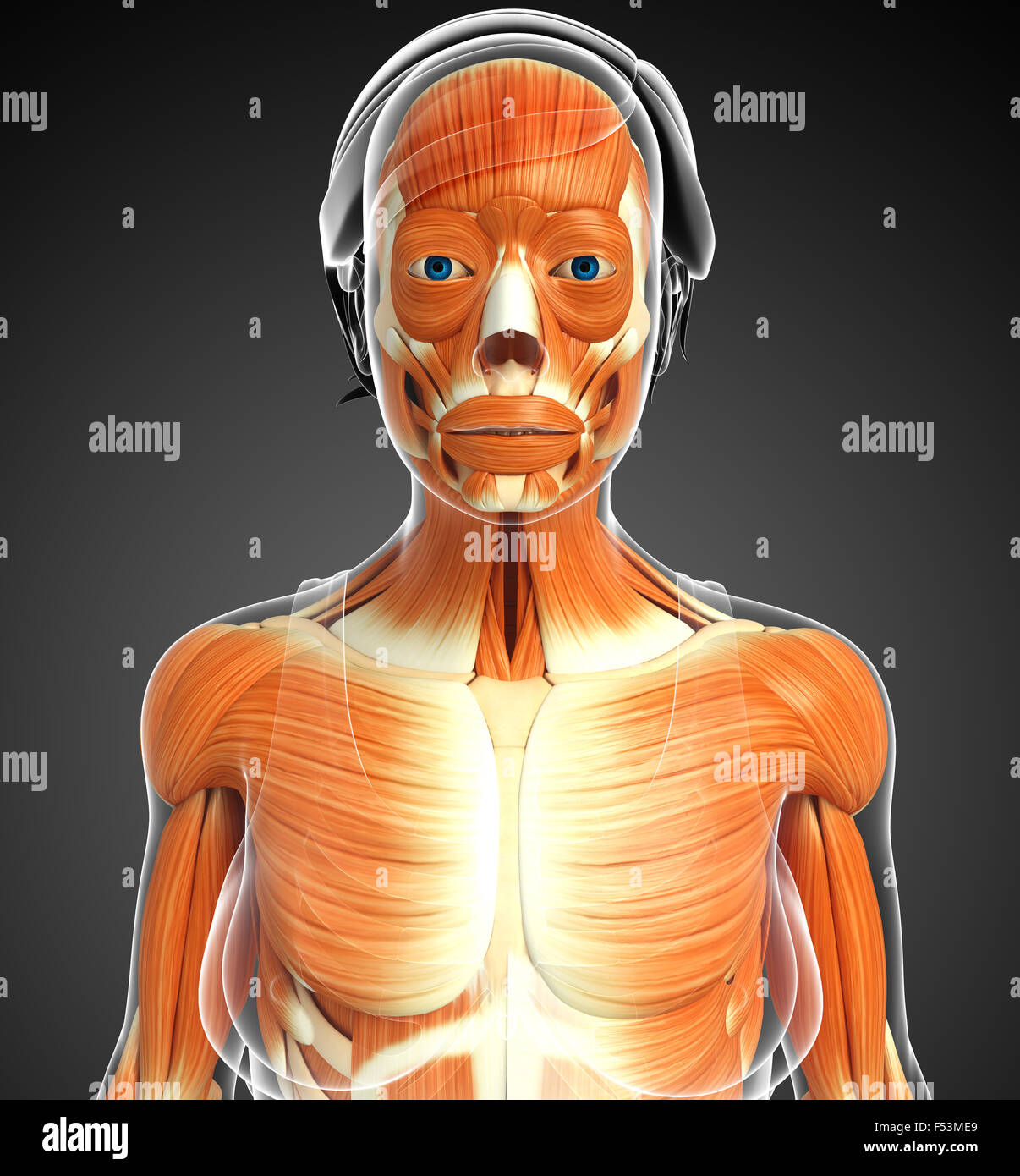 3d rendered illustration of human body anatomy Stock Photo - Alamy
