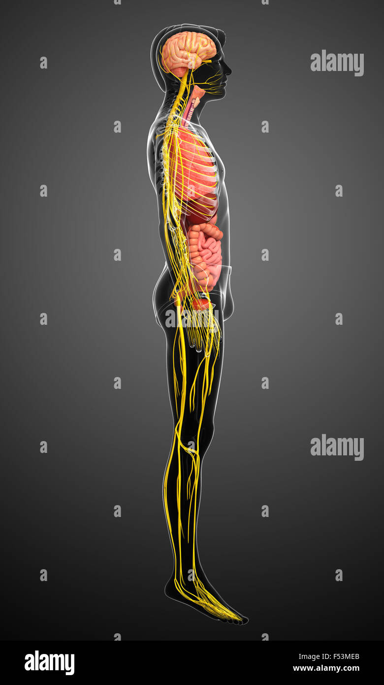 Illustration of Male body with nervous and digestive system artwork ...