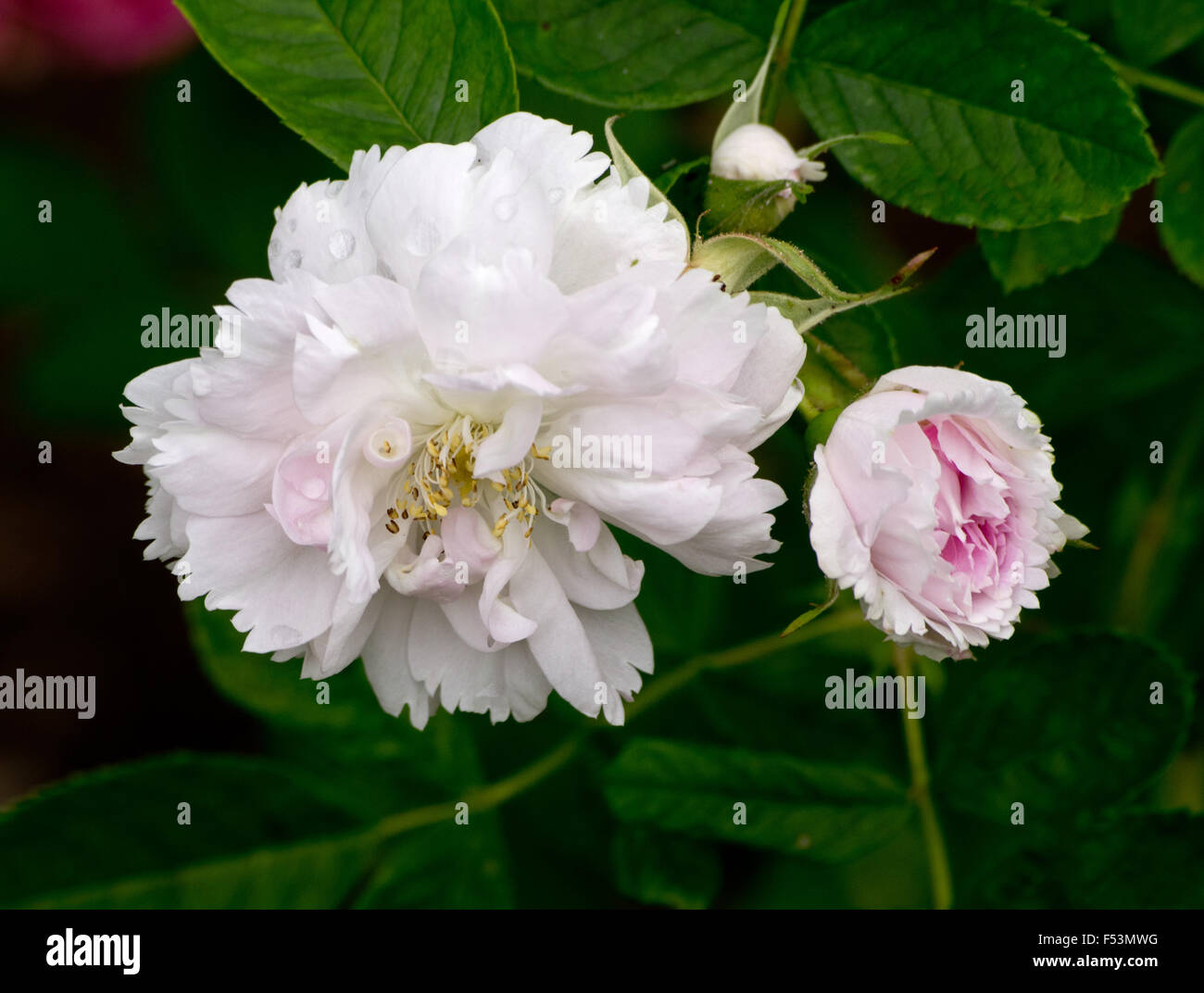 White open rose hi-res stock photography and images - Alamy