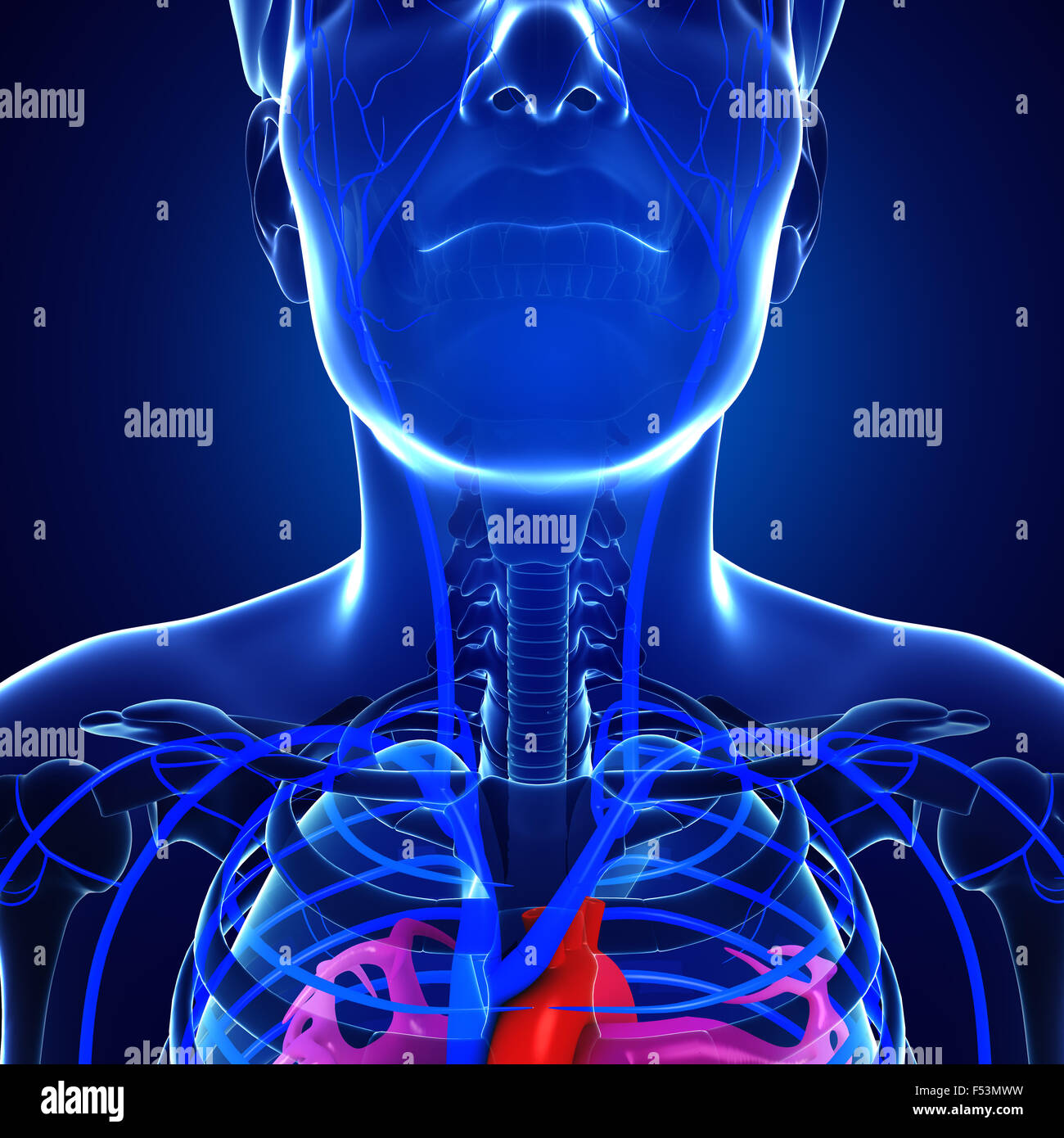 3d rendered illustration of human body anatomy Stock Photo - Alamy