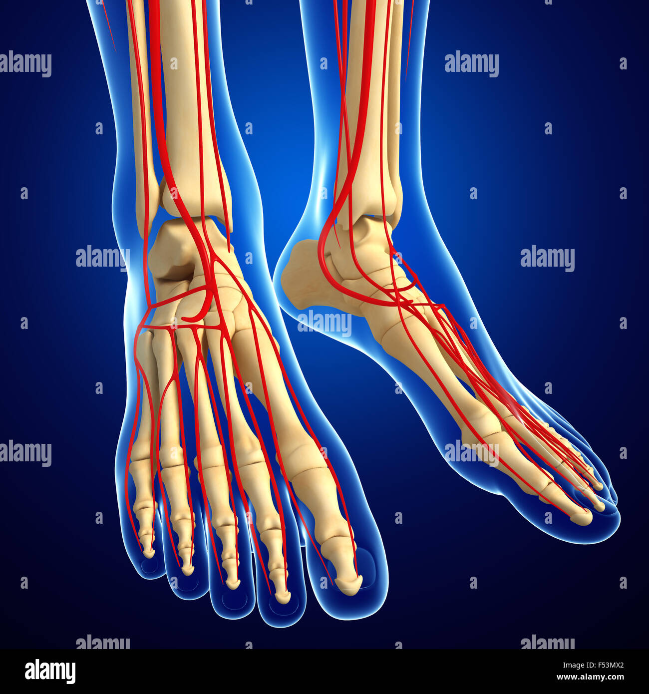 3d rendered illustration of human feet arterial system Stock Photo - Alamy