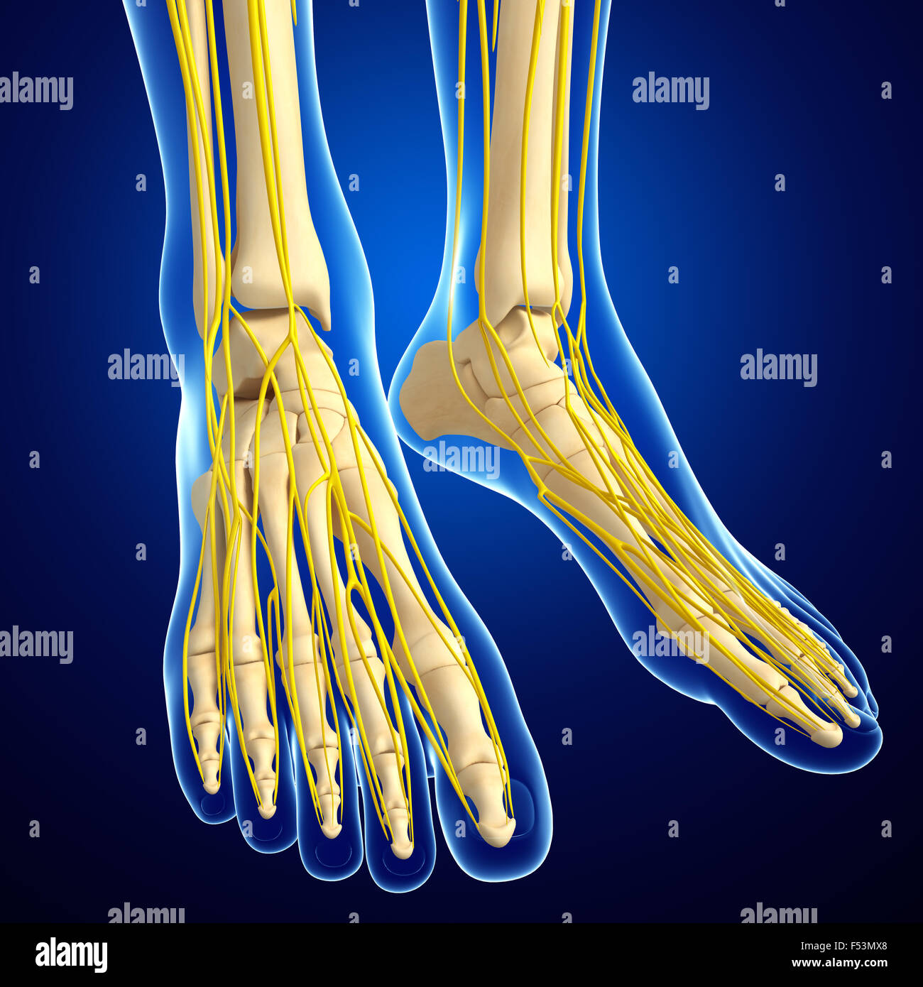 Illustration of foot skeleton with nervous system Stock Photo - Alamy