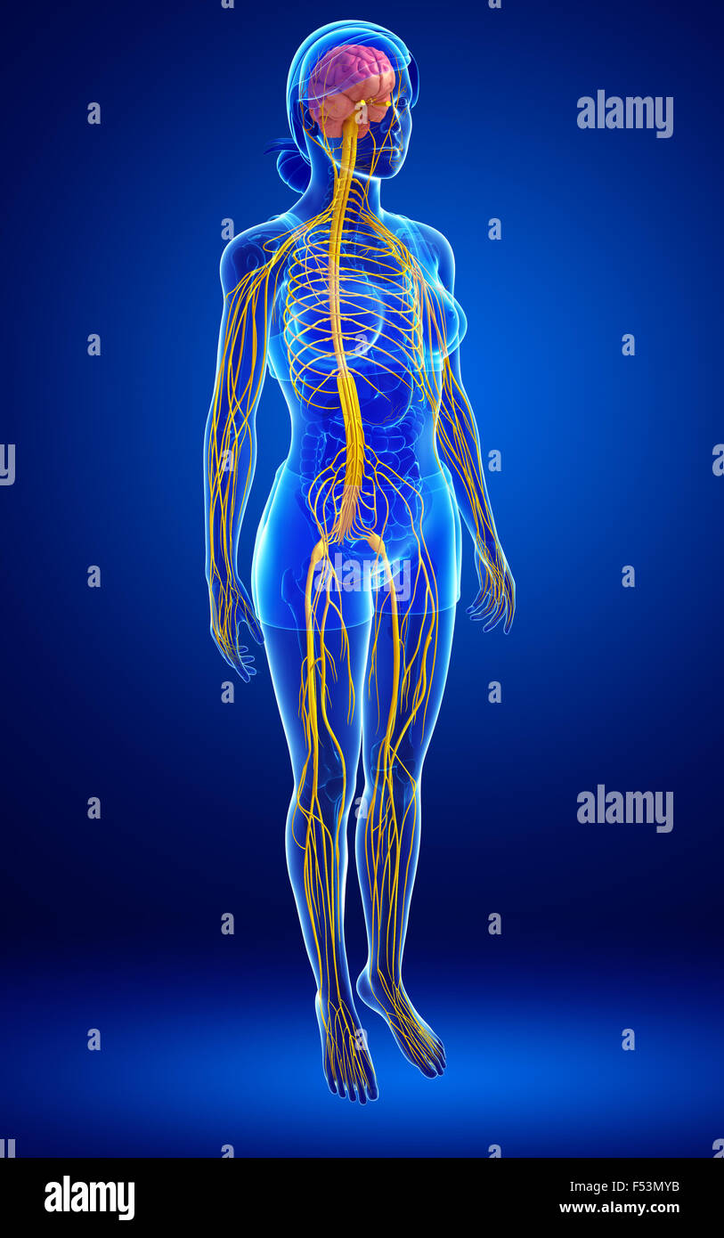 Illustration of Female nervous system artwork Stock Photo - Alamy