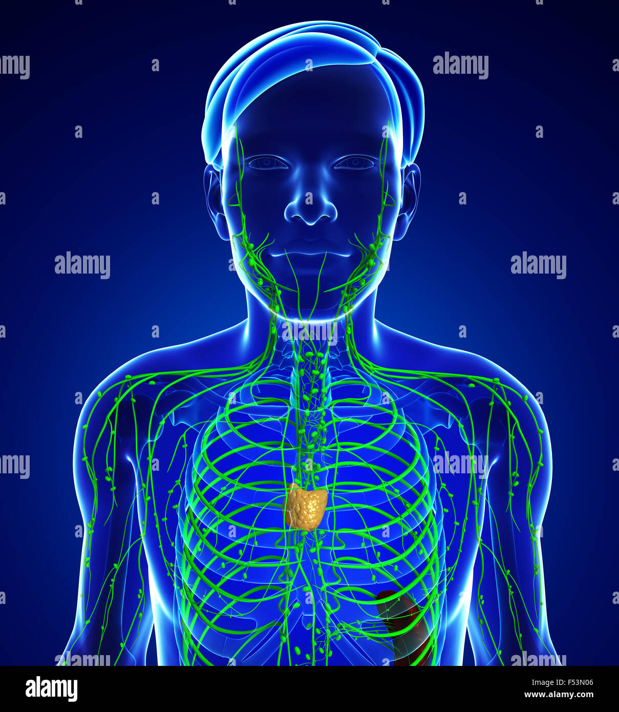 Illustration of male body lymphatic system Stock Photo - Alamy